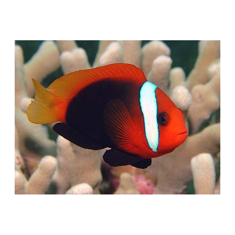 Comprar Peixe Palhaço